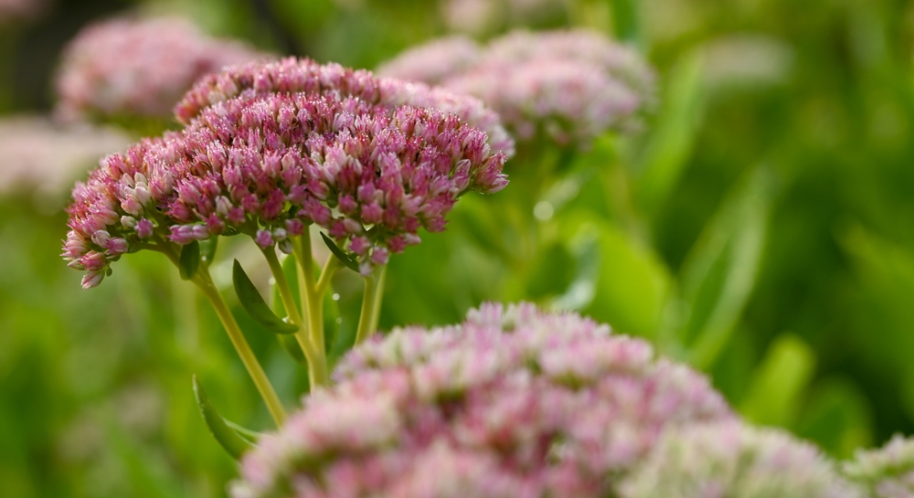Inheemse planten - Groencentrum Witmarsum