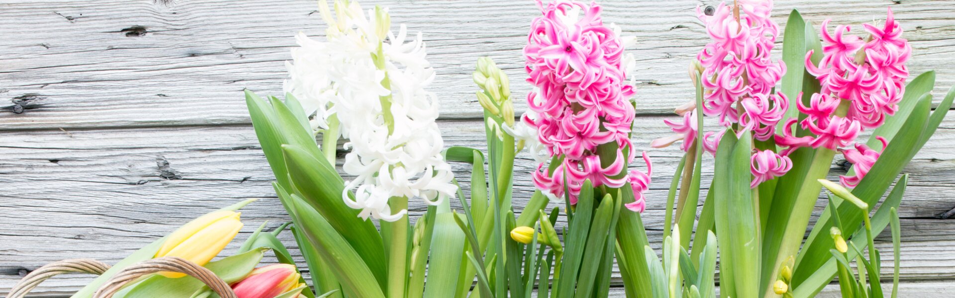 Groencentrum Witmarsum | Het tuincentrum van Friesland