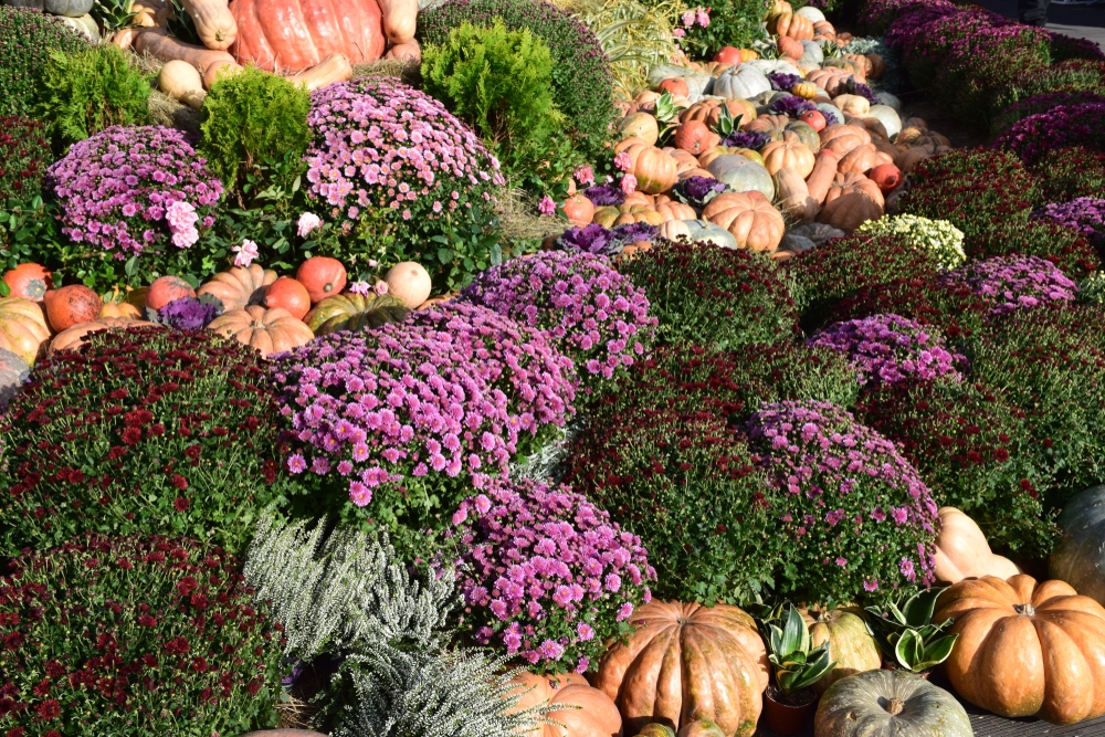 15 tuintips november - Groencentrum Witmarsum