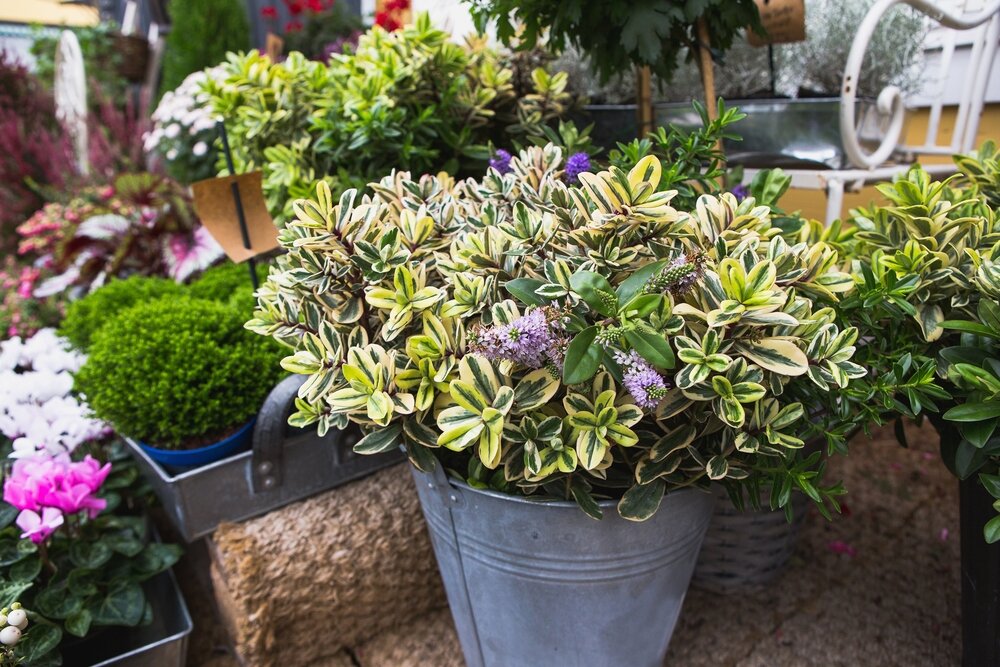 15 tuintips voor september - Groencentrum Witmarsum