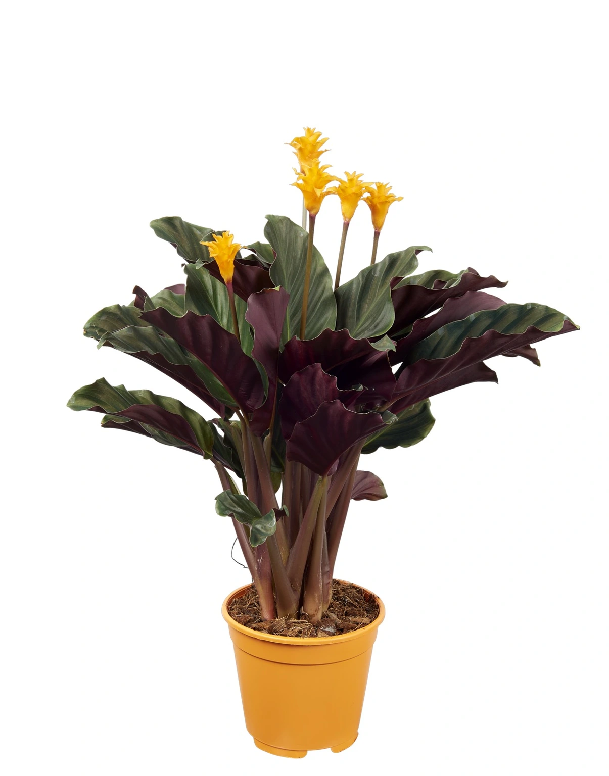 Calathea crocata 'Tassmania' - Groencentrum Witmarsum