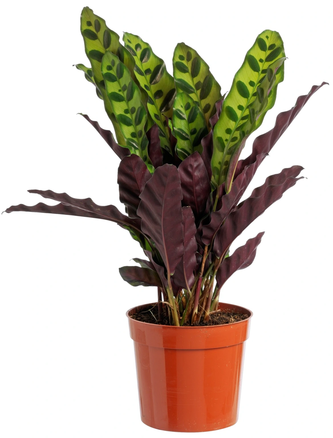 Calathea insignis 'Lancifolia' - Groencentrum Witmarsum