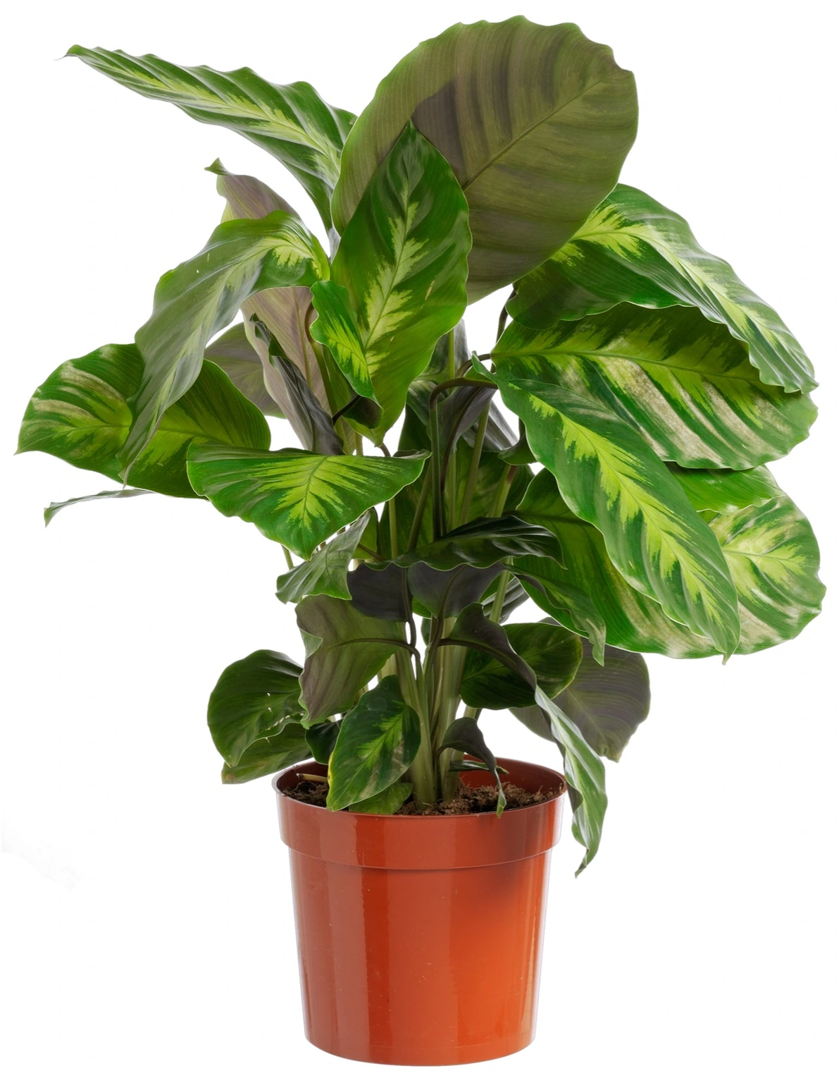 Calathea 'Misto' - Groencentrum Witmarsum