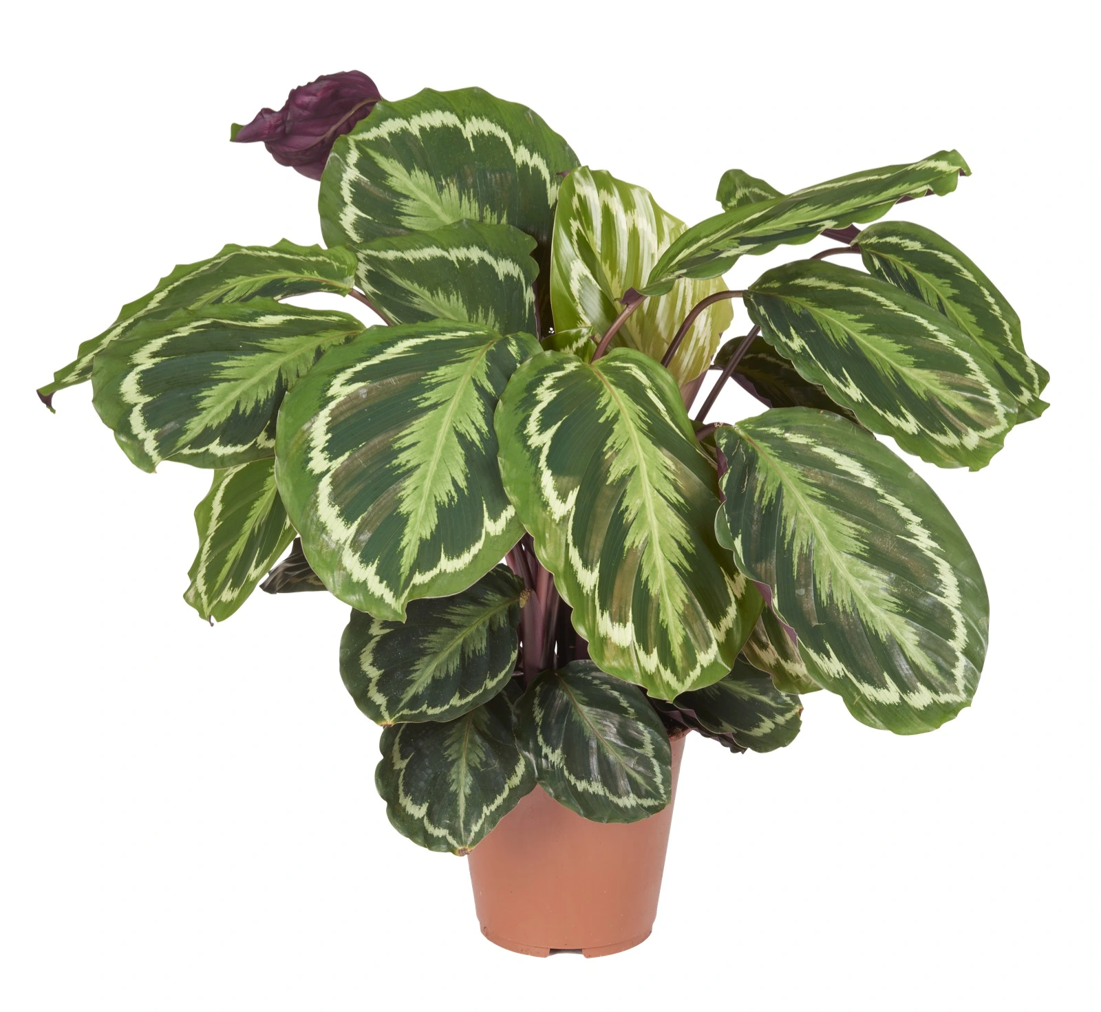Calathea rosea-picta 'Medaillon' - Groencentrum Witmarsum
