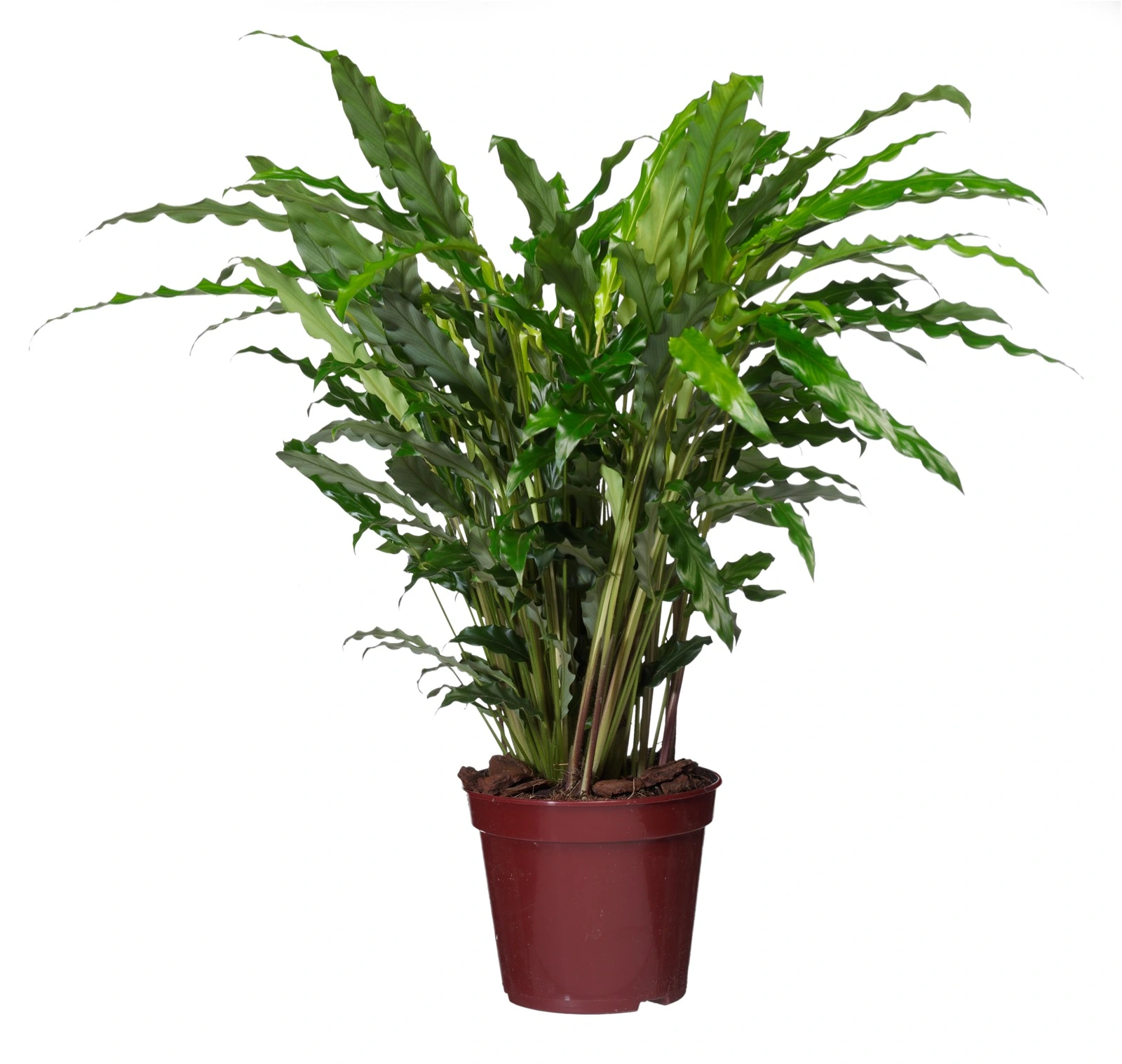 Calathea rufibarba 'Blue Grass' - Groencentrum Witmarsum