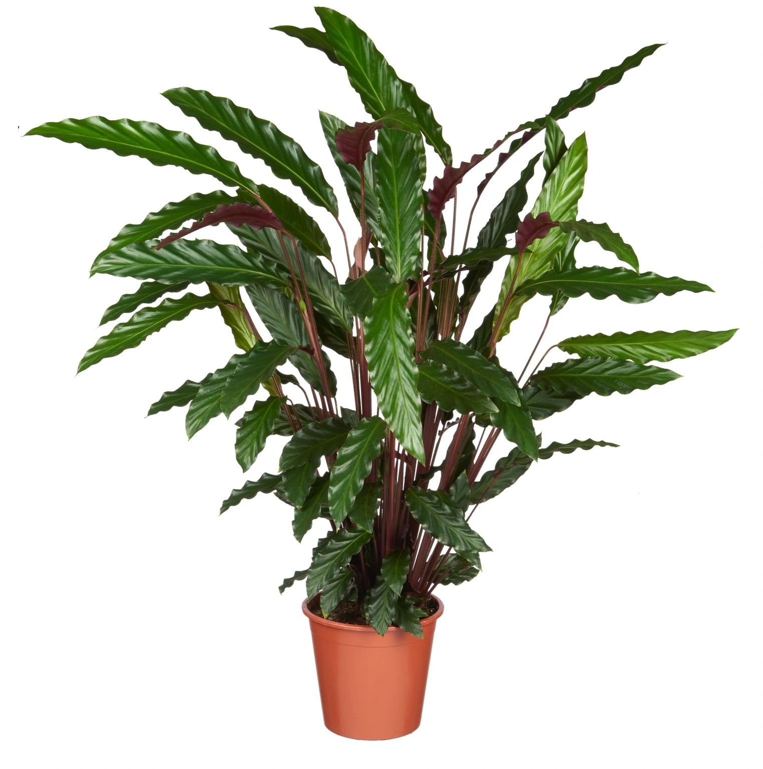 Calathea rufibarba 'Elgergrass' - Groencentrum Witmarsum