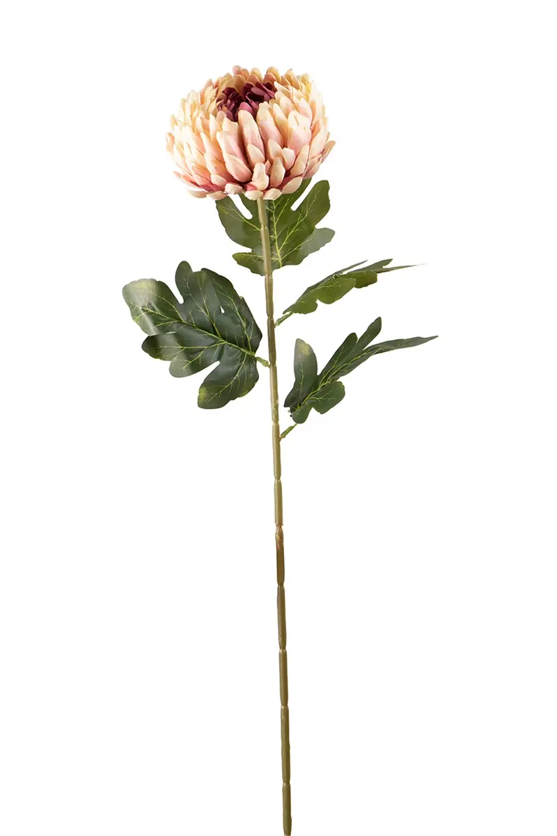 Chrysant mauve - Groencentrum Witmarsum