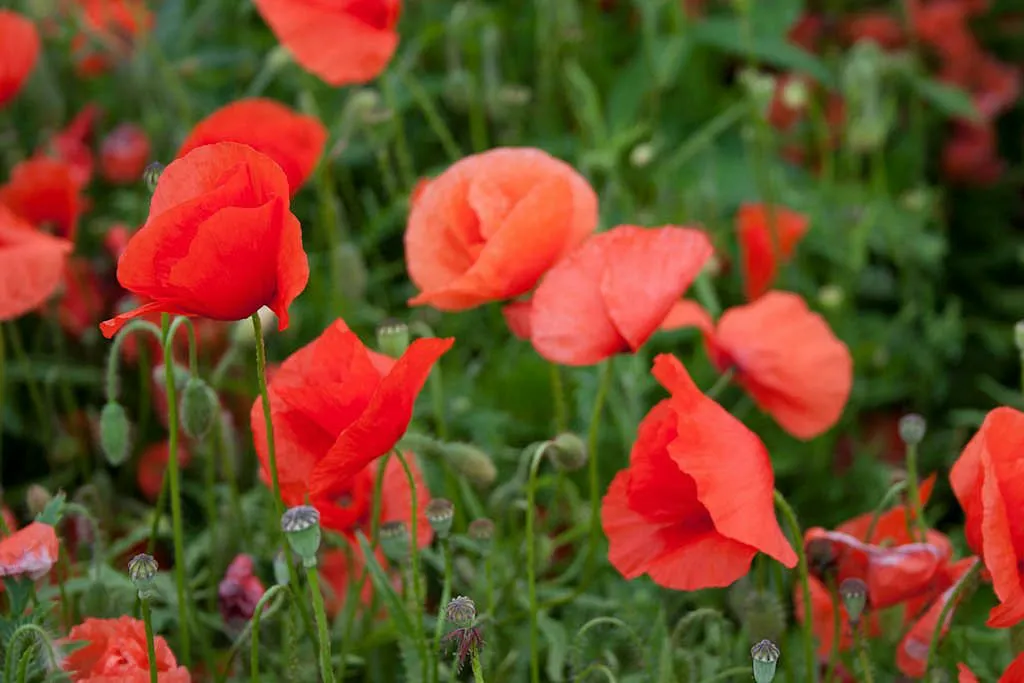 Grote klaproos - Papaver rhoeas - Groencentrum Witmarsum