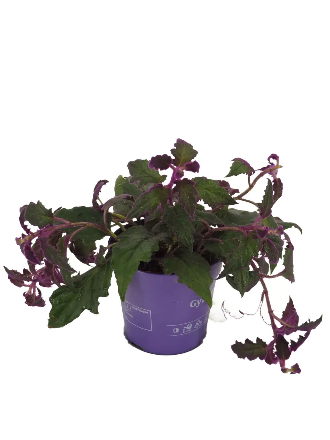 Gynura aurantiaca - Groencentrum Witmarsum