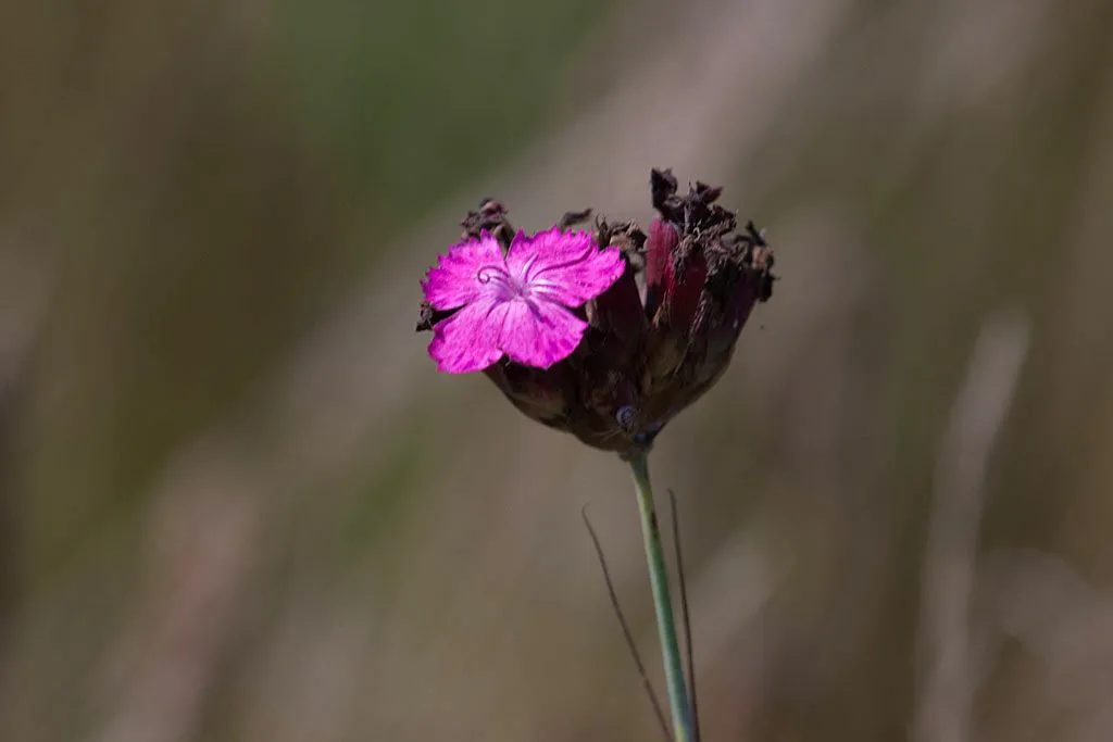 Kartuizer anjer - Dianthus carthusianorum - Groencentrum Witmarsum