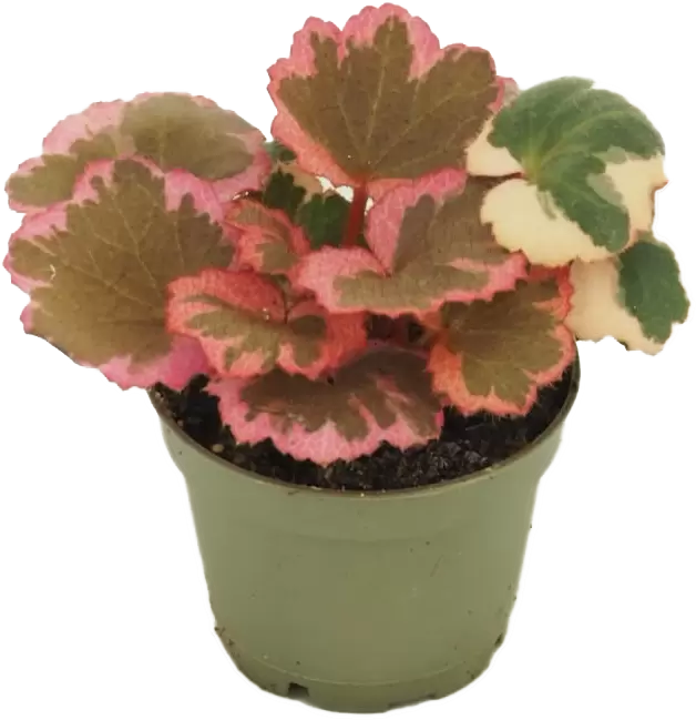 Roze - Groencentrum Witmarsum