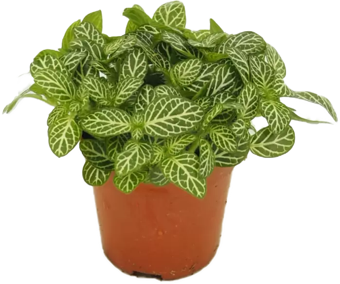 Bont - Groencentrum Witmarsum