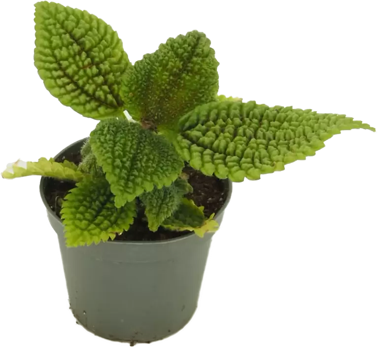 Klein duimpje - Groencentrum Witmarsum