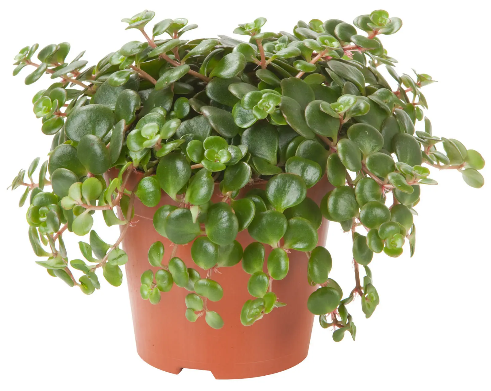 Peperomia deppeana - Groencentrum Witmarsum