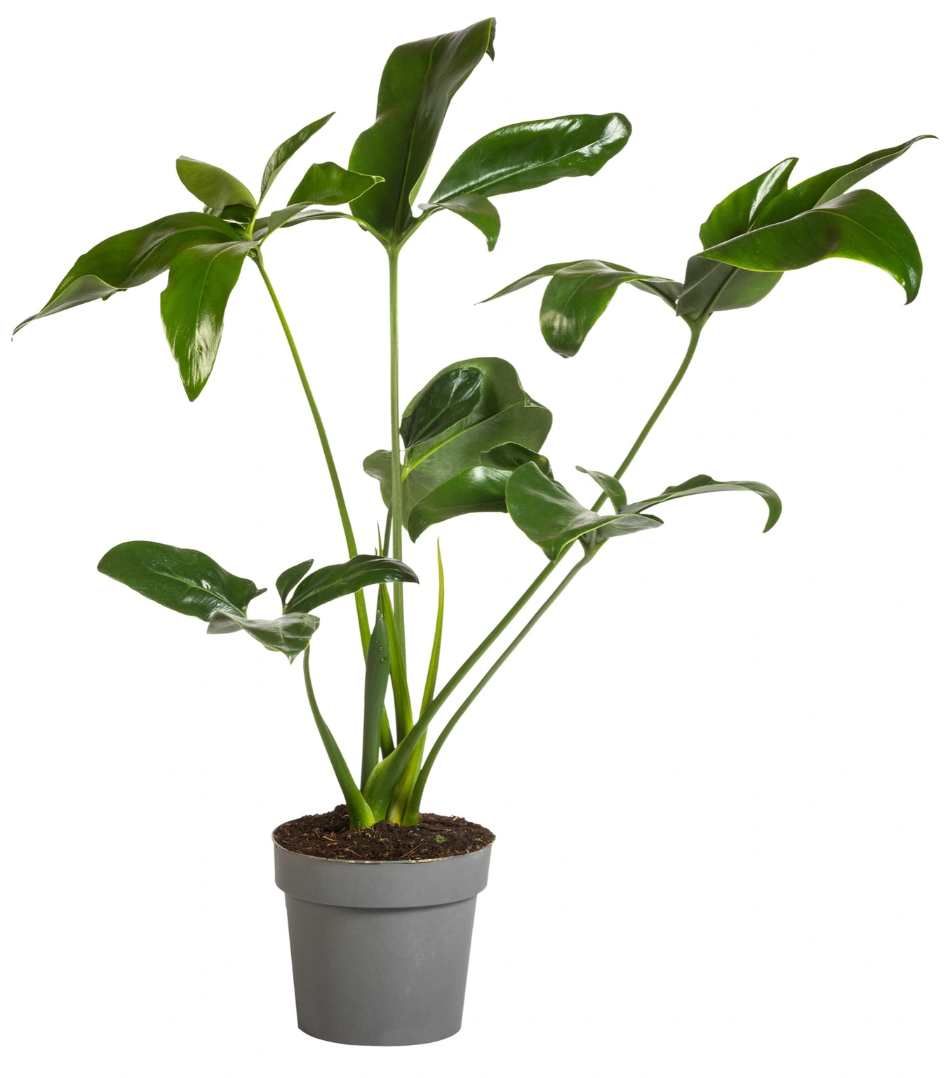 Philodendron 'Fun Bun' - Groencentrum Witmarsum