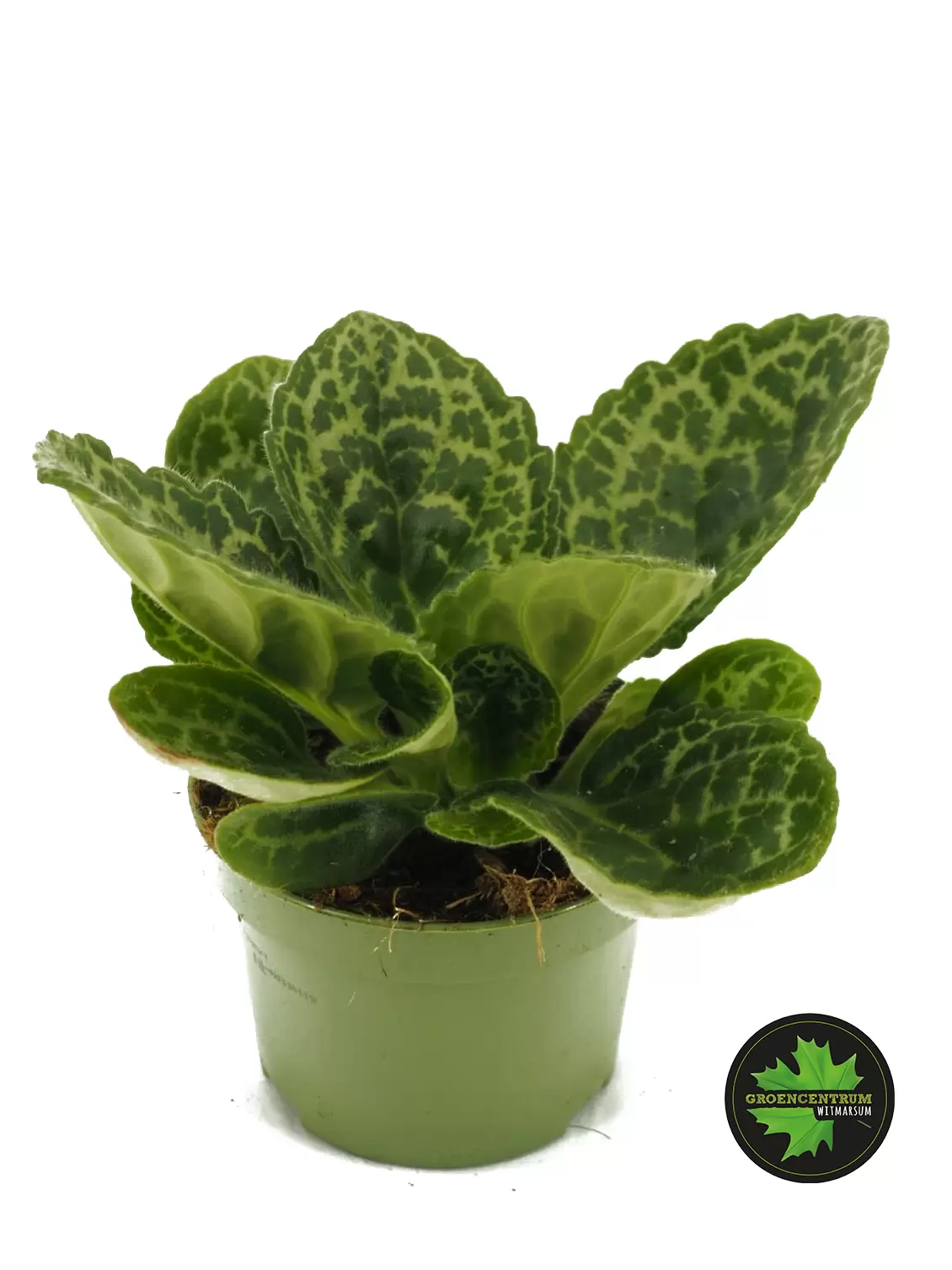 Streptocarpus Pretty turtle - Groencentrum Witmarsum