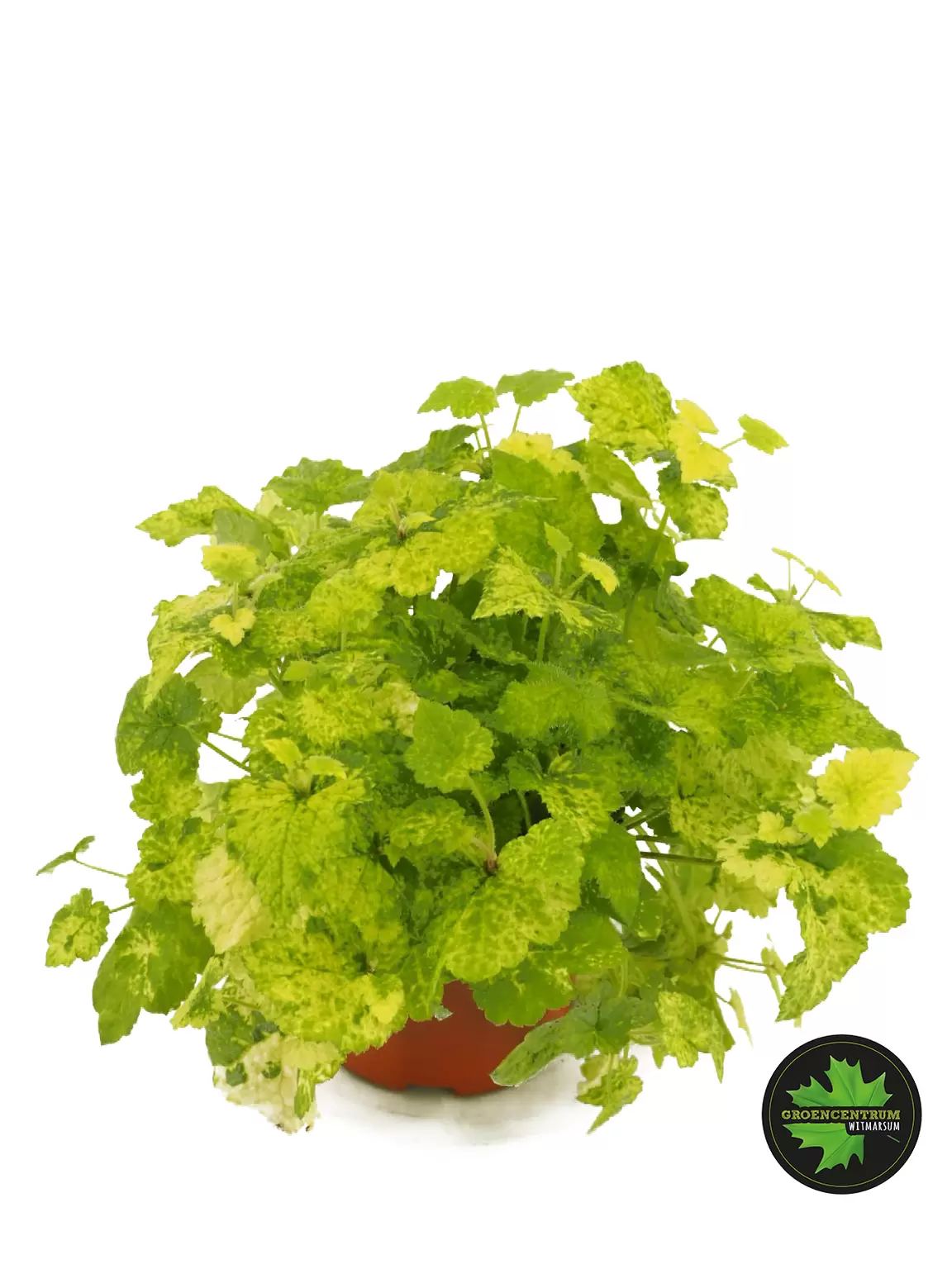 Tolmiea menziesii - Groencentrum Witmarsum