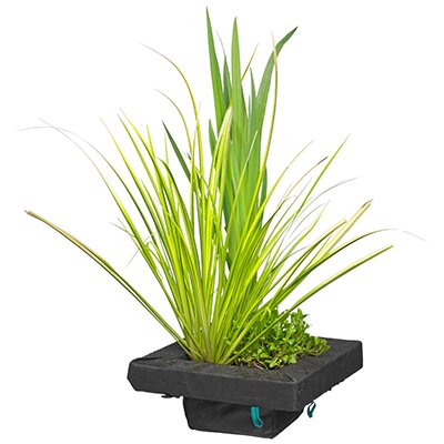 Vijver - Groencentrum Witmarsum